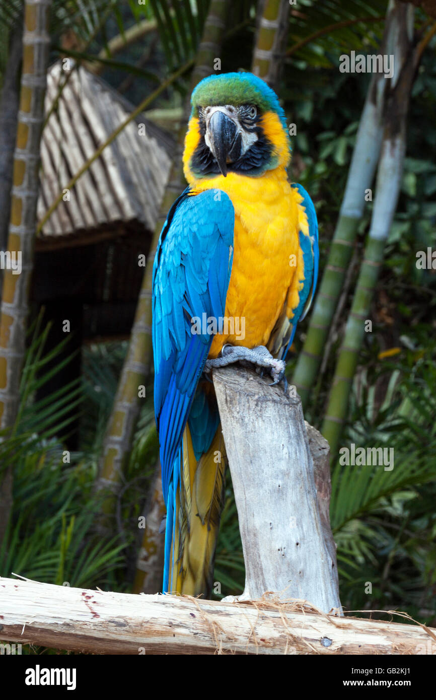 Blue and yellow macaw parrot perched on branch in bird park Stock Photo ...