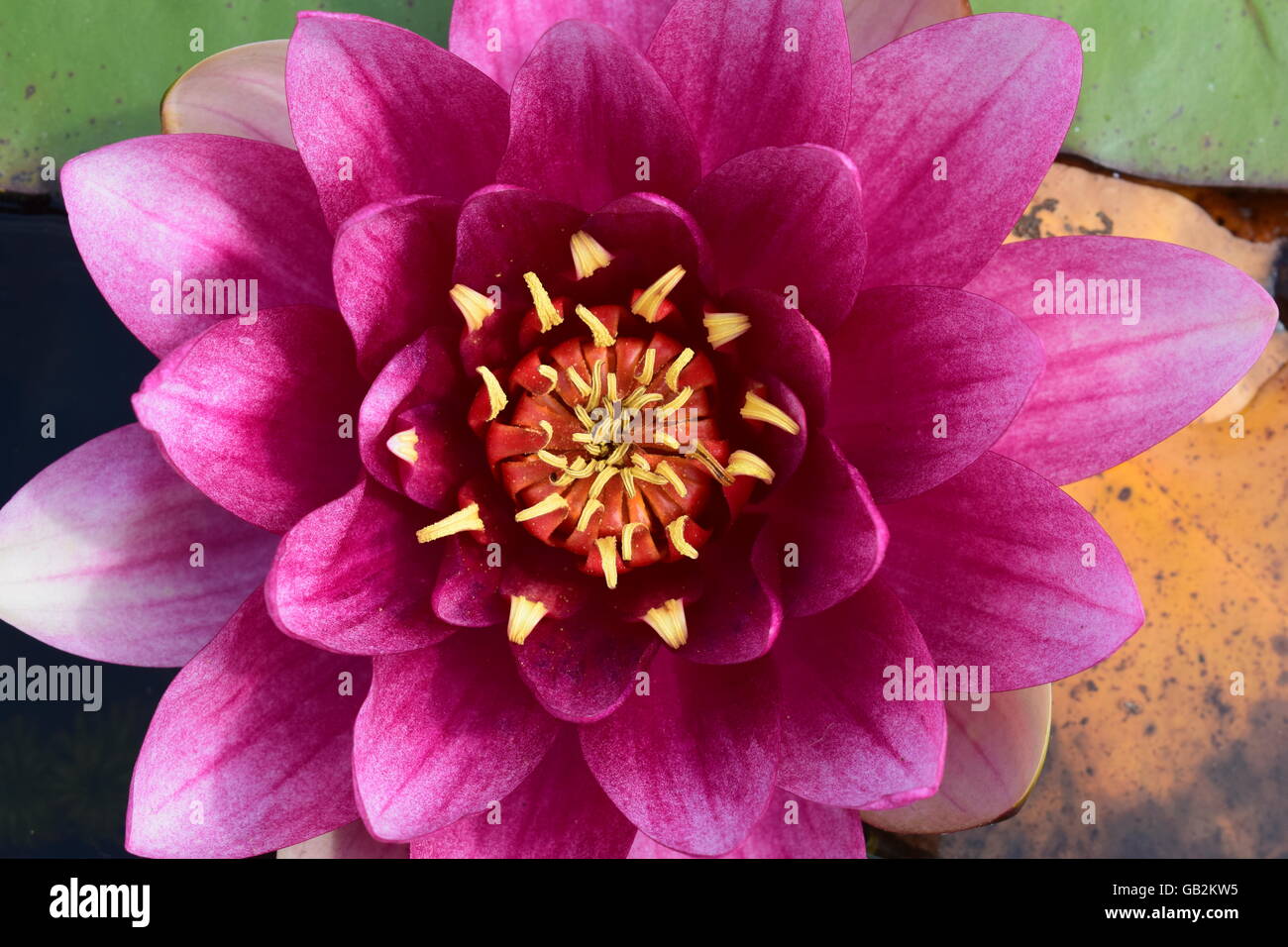 High angle view of water lily Stock Photo - Alamy
