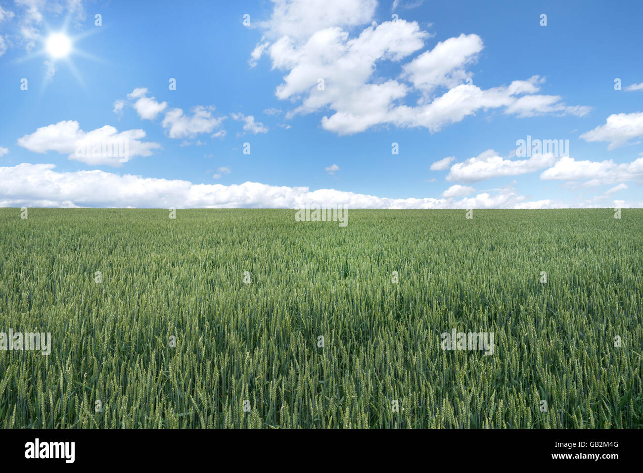 Large green wheat field Stock Photo - Alamy