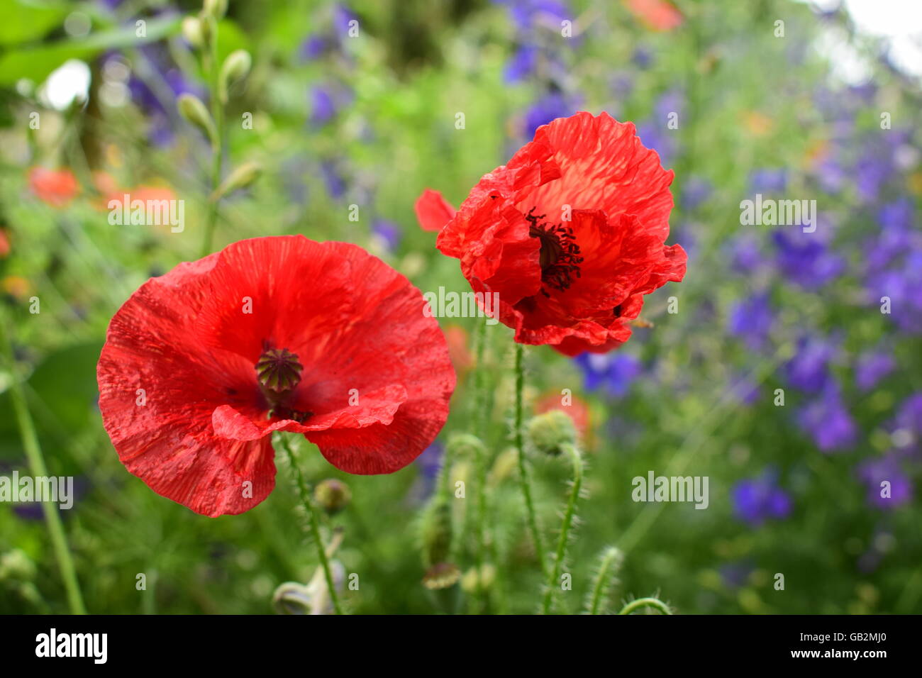 Wild poppy flowers Stock Photo - Alamy