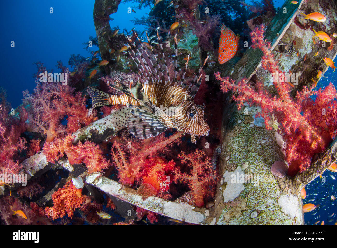 Common Lionfish and Dendronepthya. The habitat is a ship wreck Stock ...