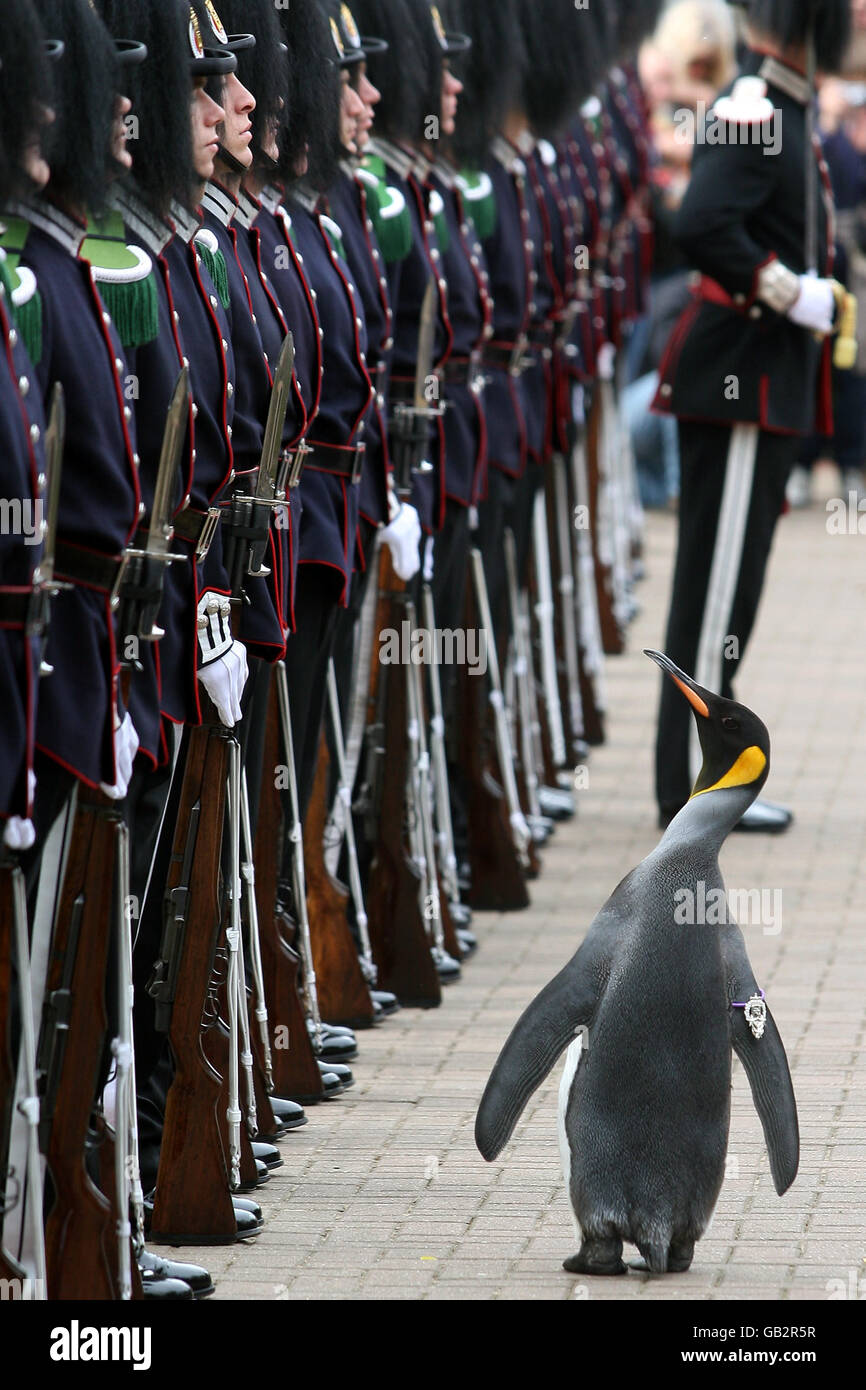 Penguin Colonel-in-Chief receives medal Stock Photo - Alamy