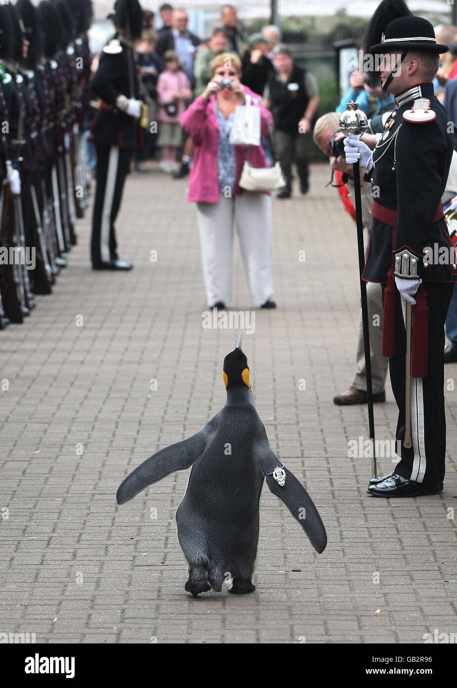 Edinburgh Zoo penguin and Colonel-in-Chief of the Norwegian King's ...