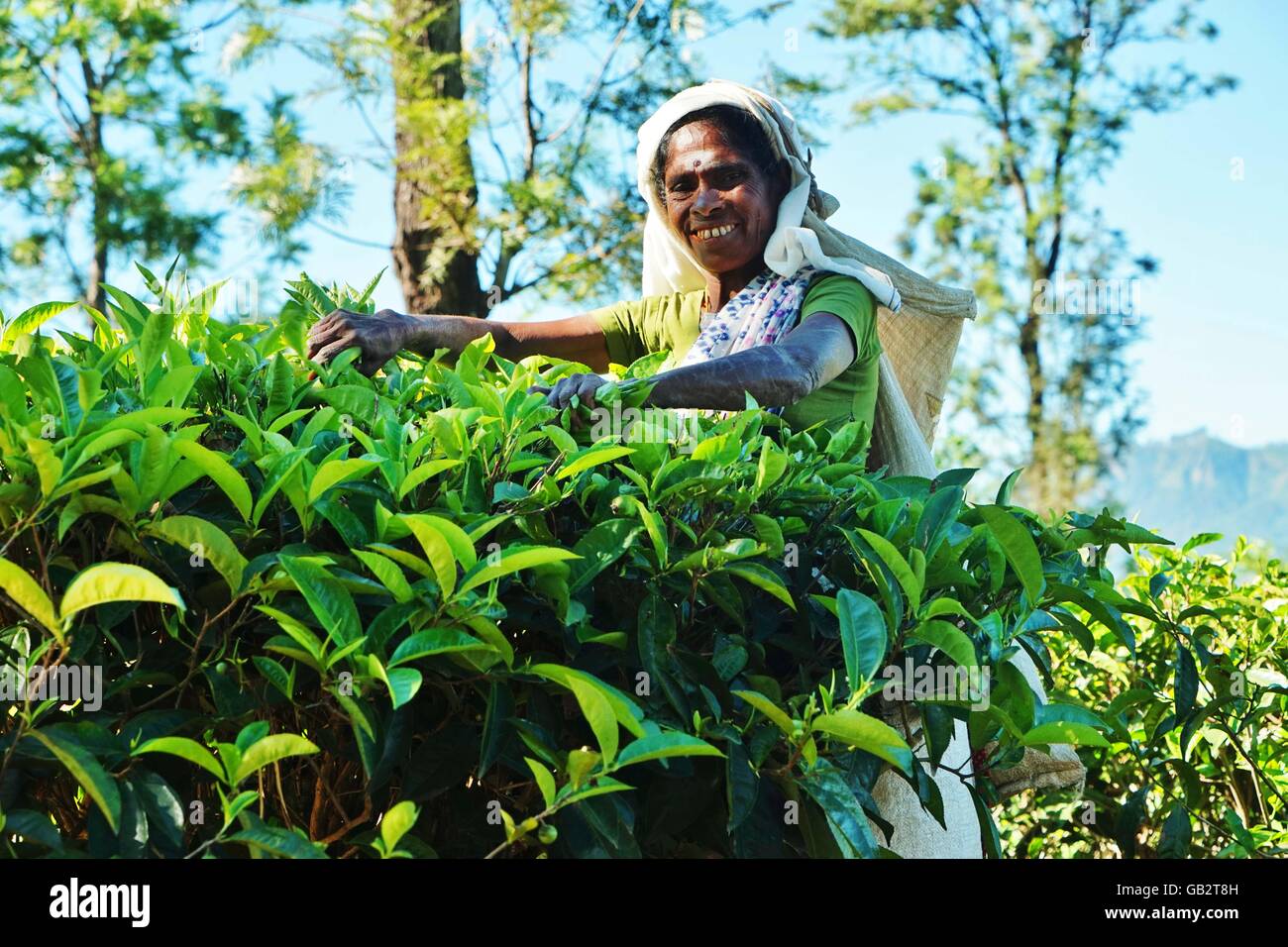 Tea picker in Sri Lanka woman smiling Stock Photo - Alamy