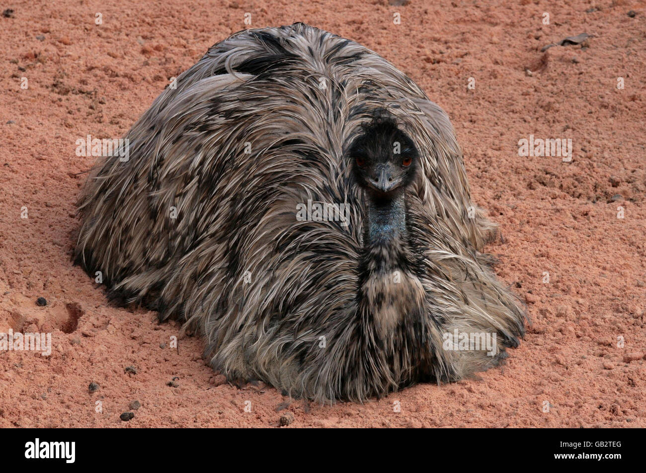 An emu sits in the Outback exhibit, an area that used to be home to ...