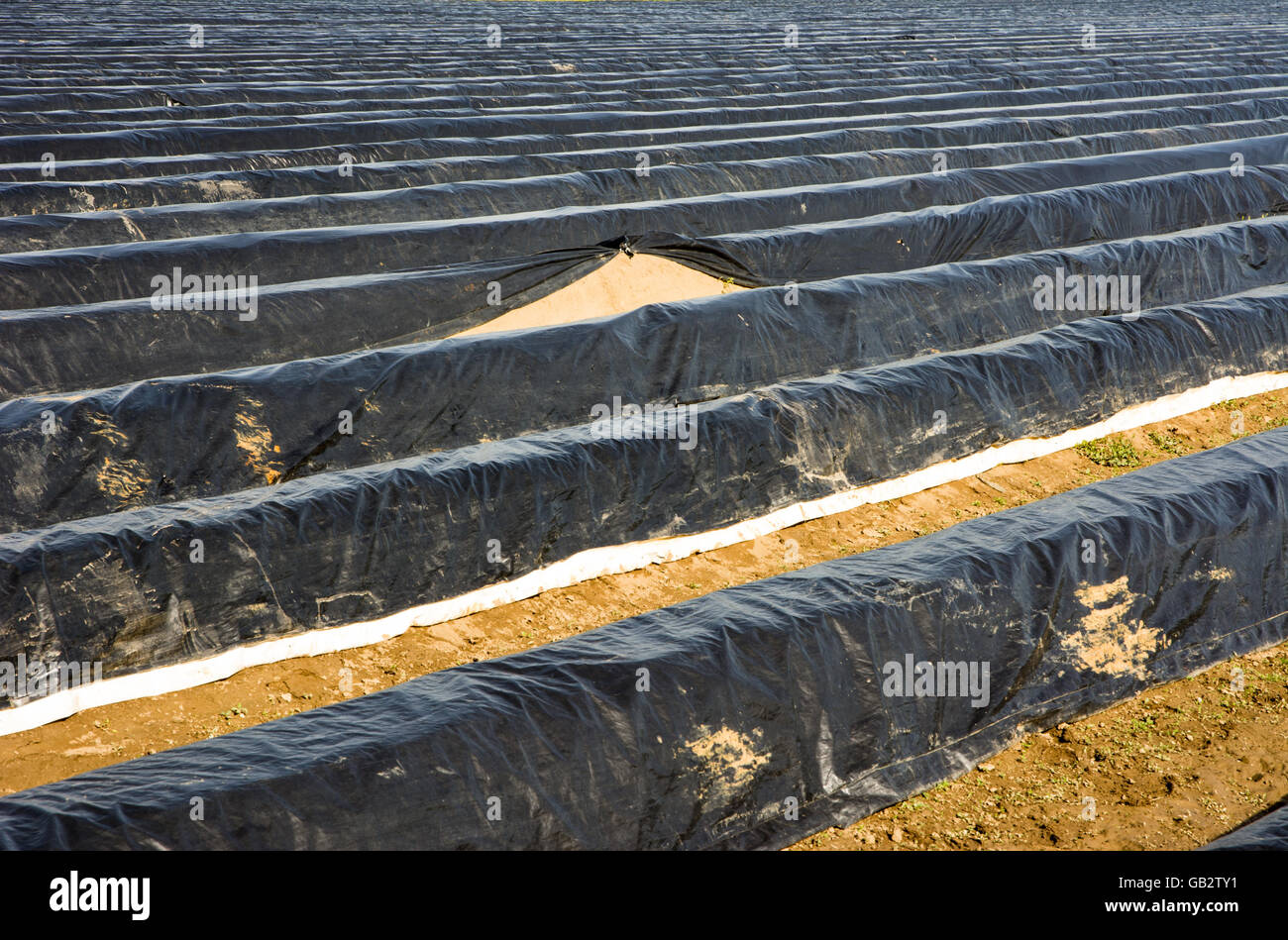Field vegetable covered plastic agriculture hi-res stock photography ...
