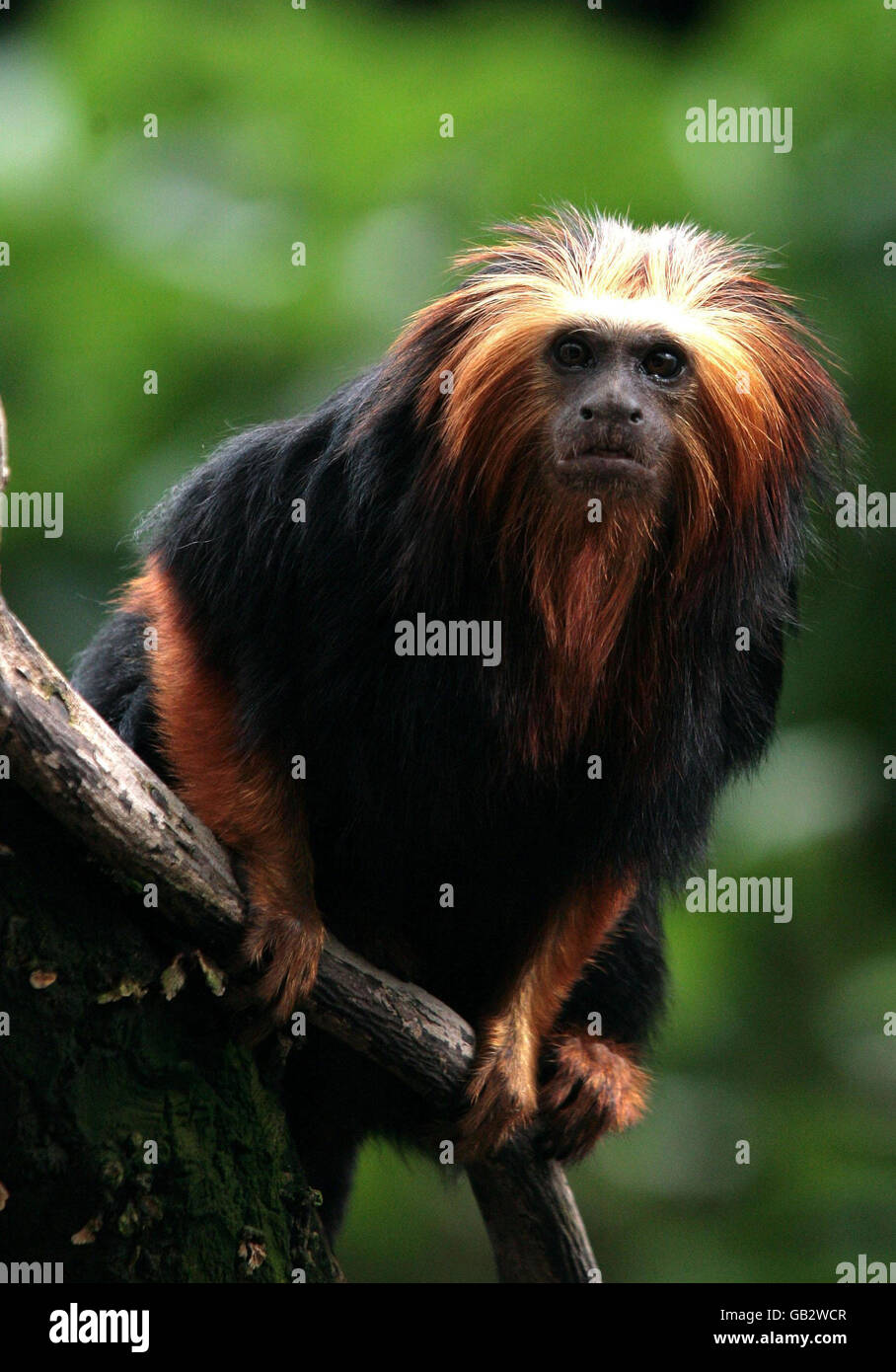 Golden headed tamarin london zoo hi-res stock photography and images ...