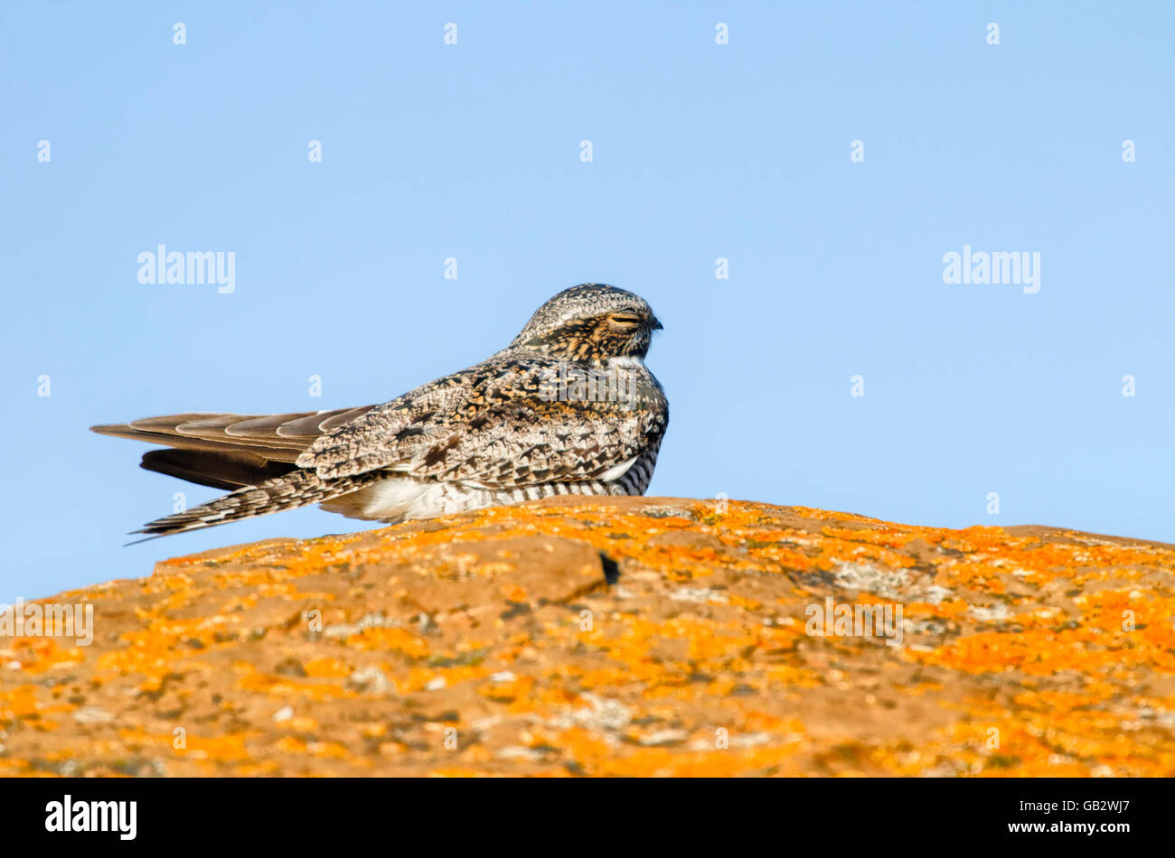 Nightjar bird hi-res stock photography and images - Alamy