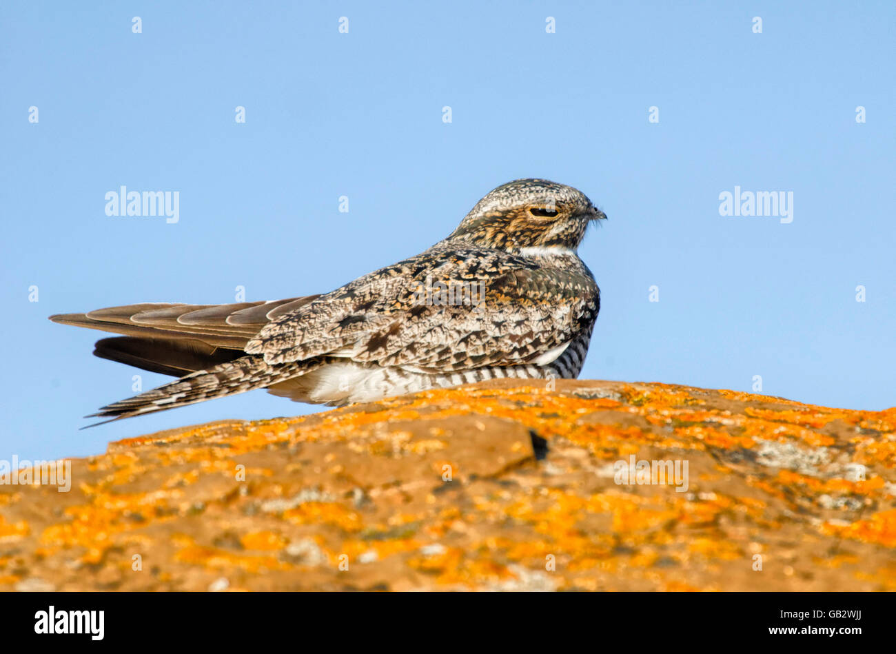 Nightjar bird hi-res stock photography and images - Alamy