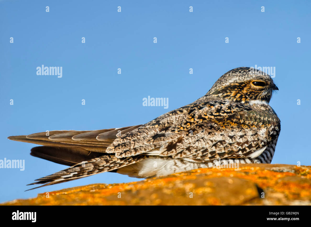 Nightjar bird hi-res stock photography and images - Alamy