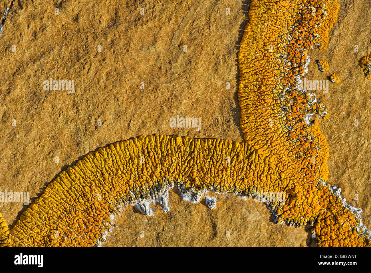 Orange lichen on an ancient boulder, Red Rock Coulee, Alberta, Canada ...