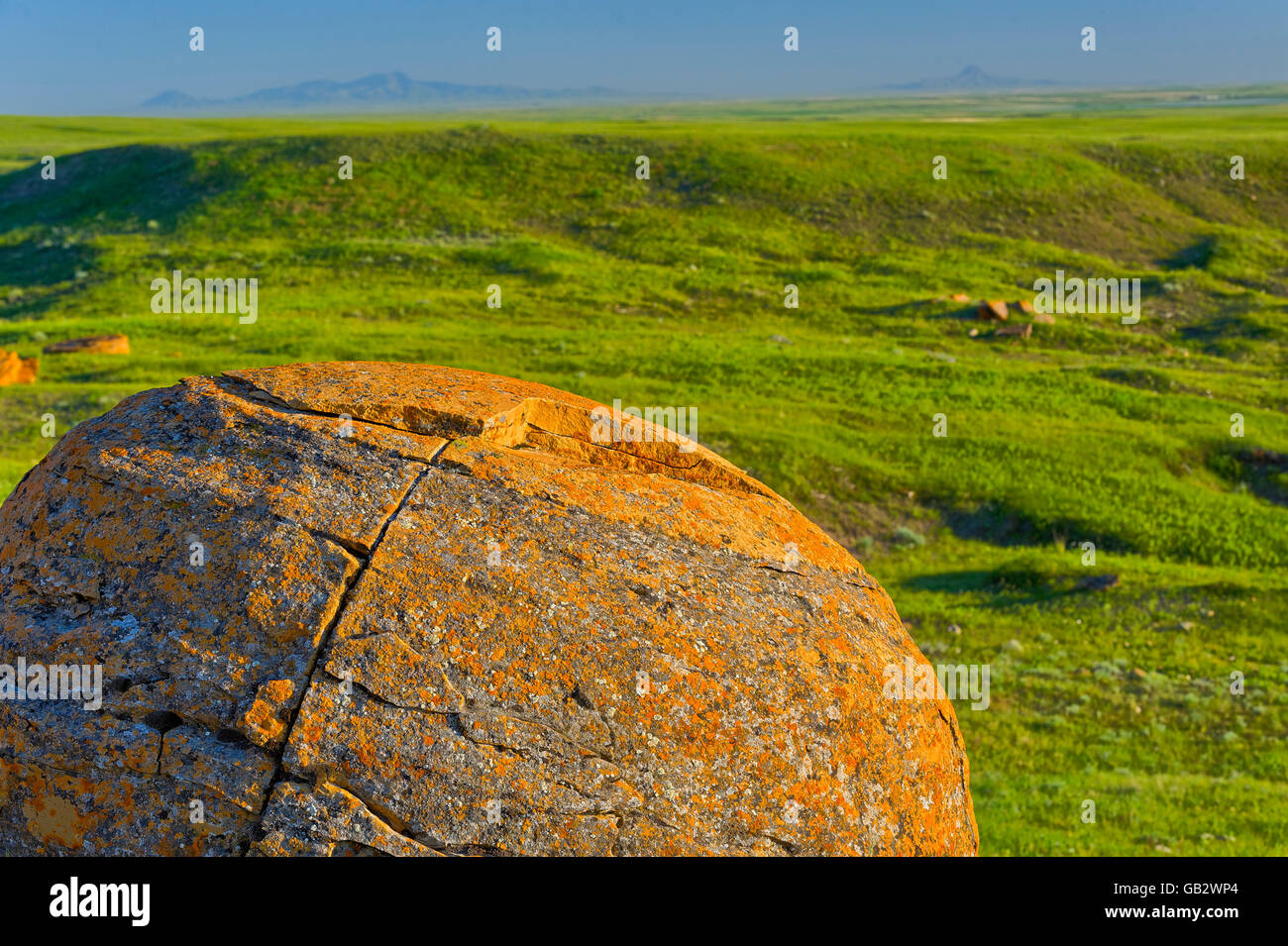 Round algae hi-res stock photography and images - Alamy