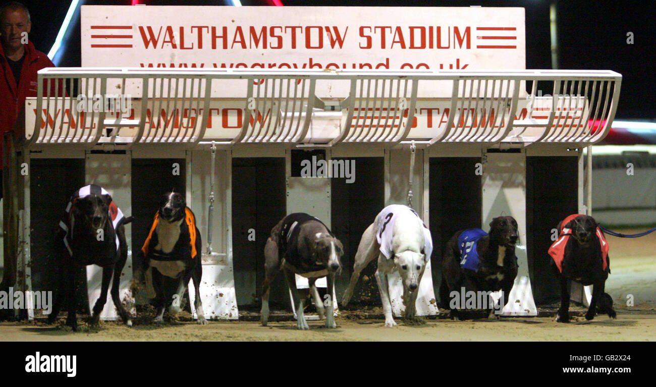 Dogs start a race at walthamstow greyhound racing stadium hi-res stock ...
