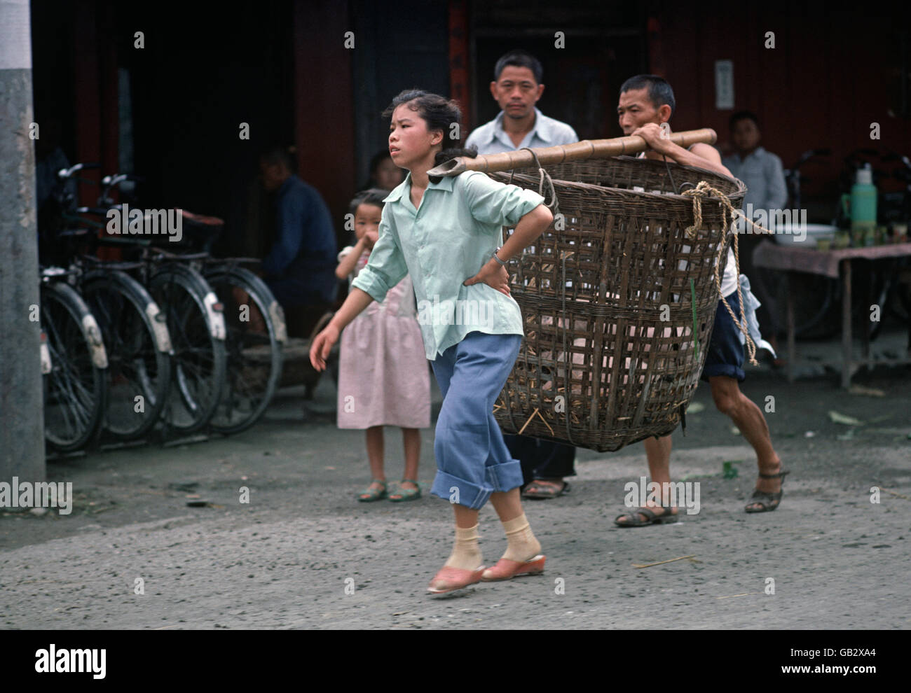 Carrying pigs to market in large wicker basket hung between bamboo pole ...