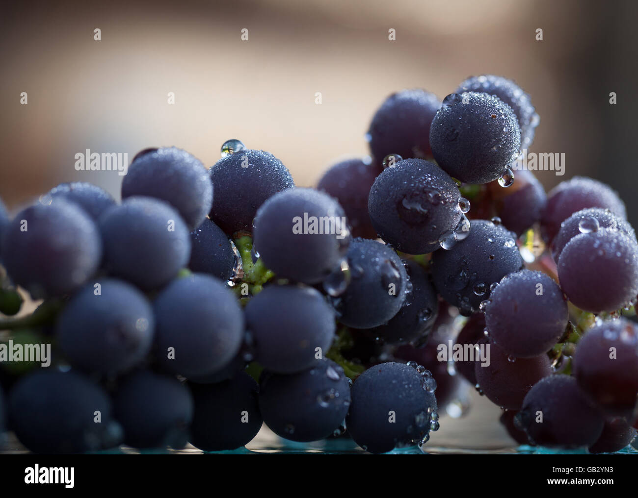 Bunch of Grapes with water droplets Stock Photo - Alamy