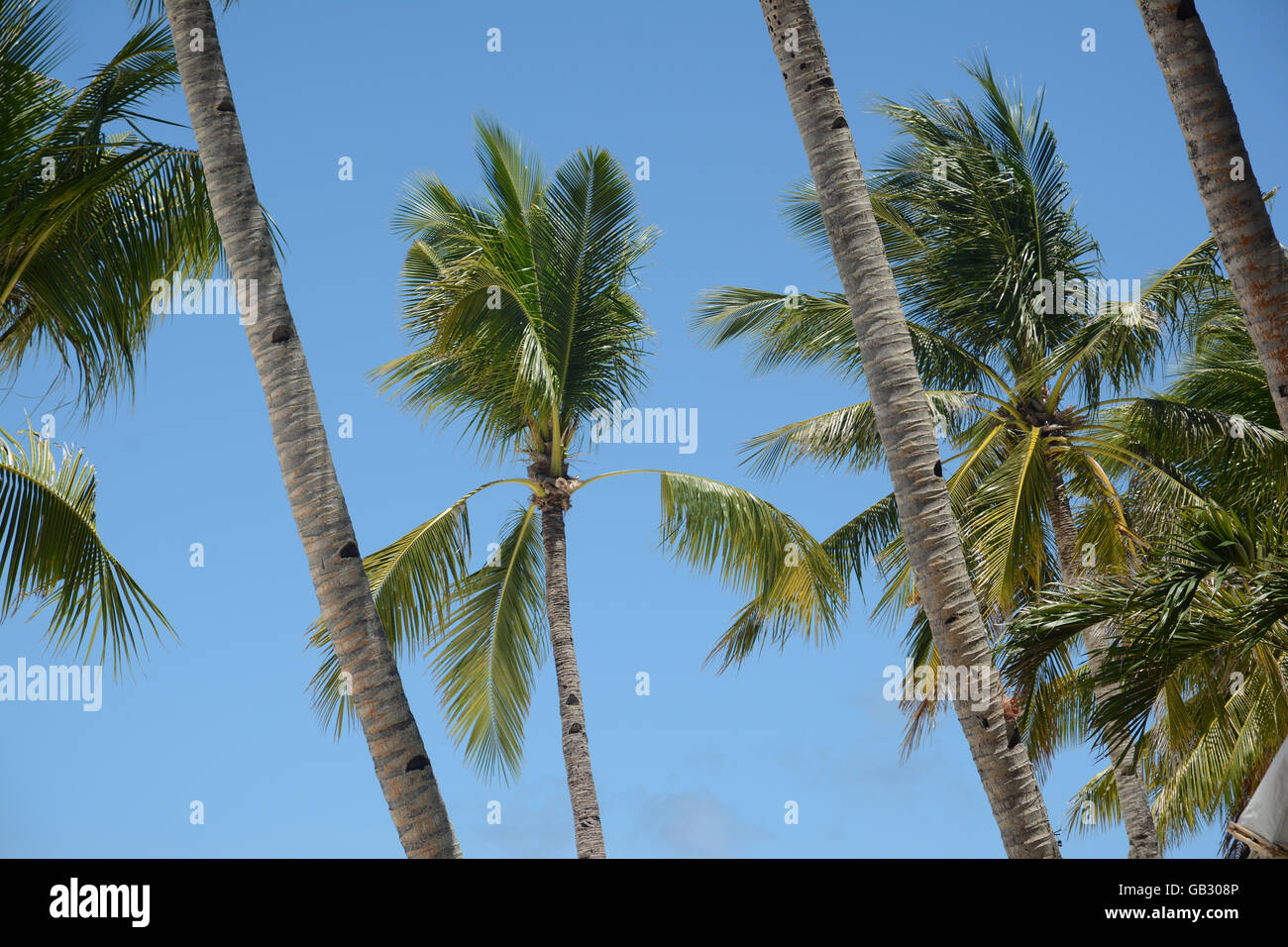 Coconut trees hi-res stock photography and images - Alamy
