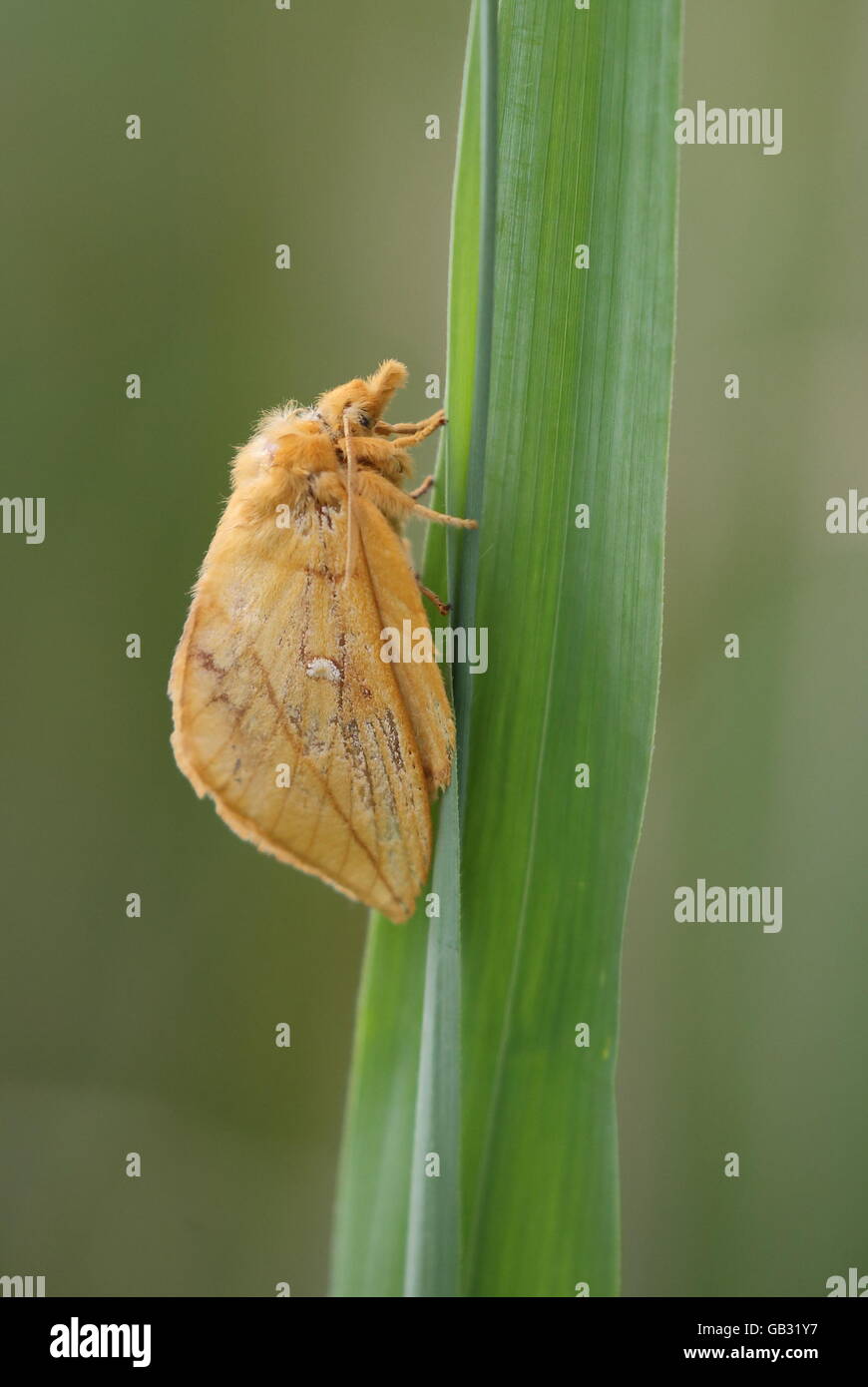 Drinker Moth at rest Stock Photo - Alamy