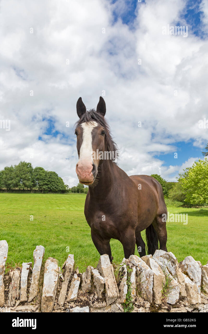 Horse in a Cotswold field, England, UK Stock Photo - Alamy