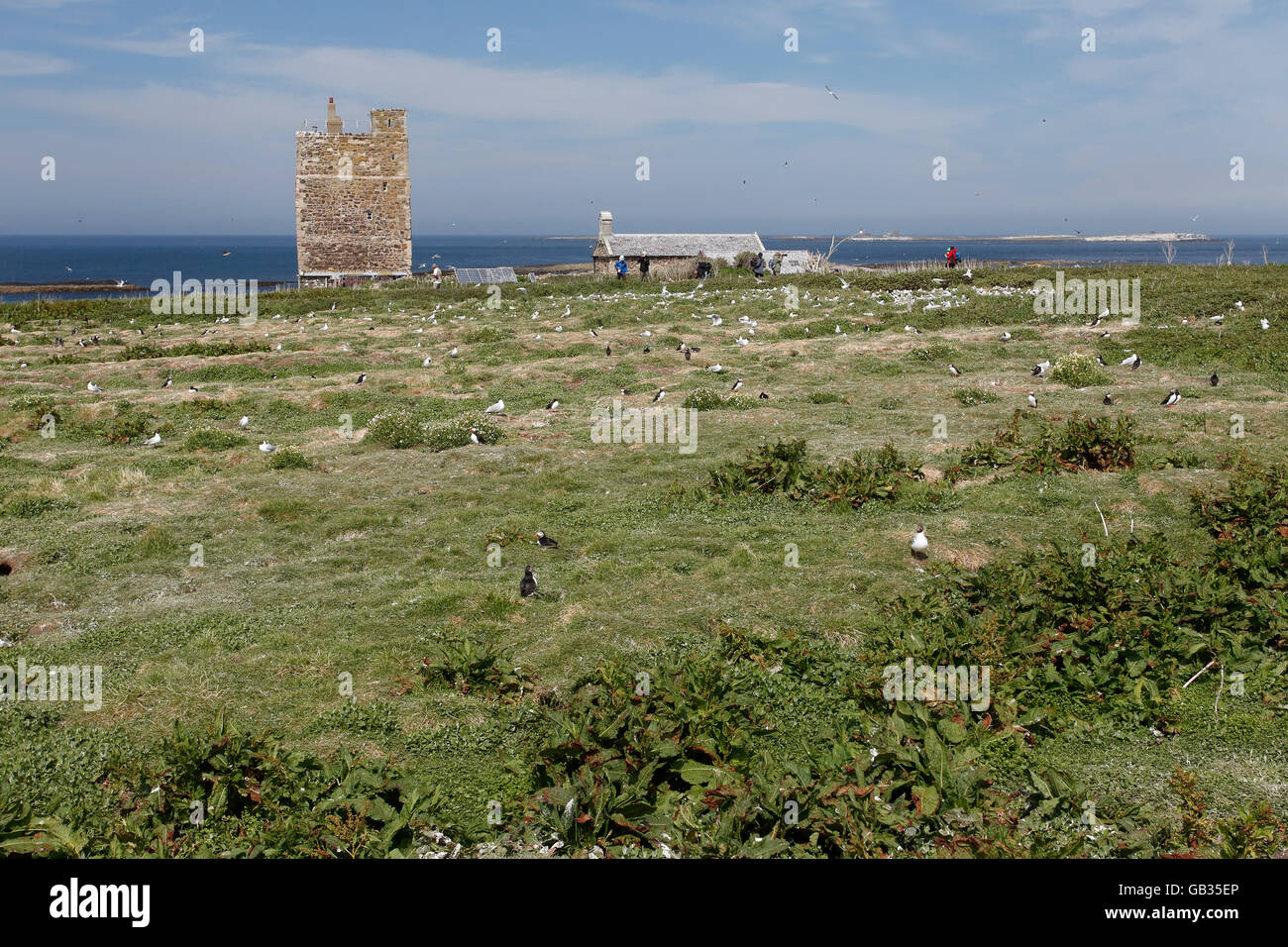 Farnes isles hi-res stock photography and images - Alamy