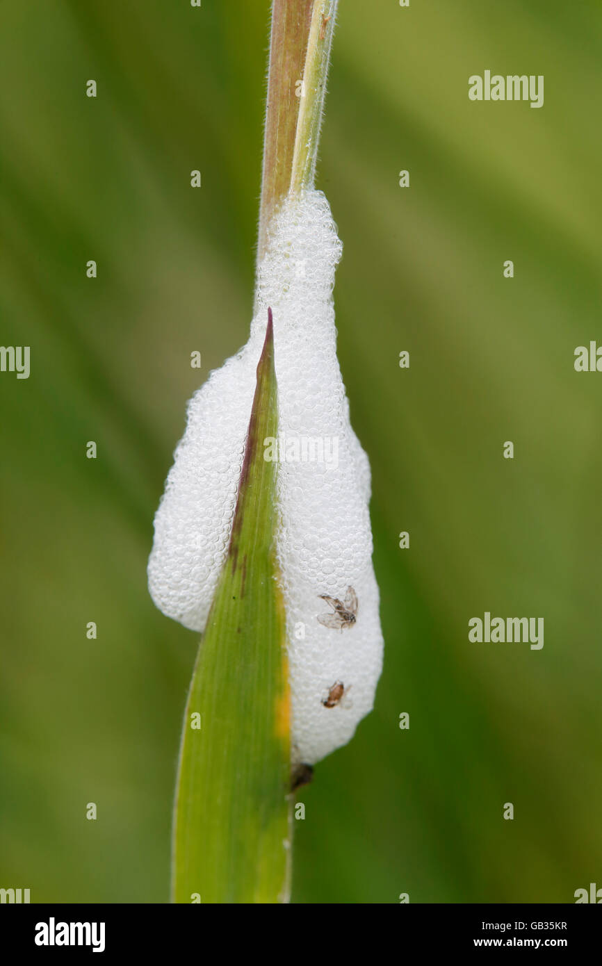 Froghopper (Philaenus spumarius) insect with froth on grass stem ...