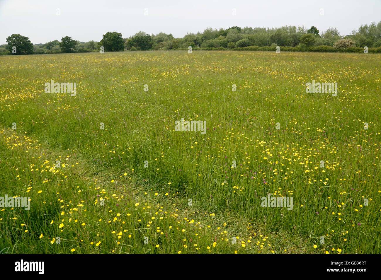 Marden meadow nature reserve hi-res stock photography and images - Alamy