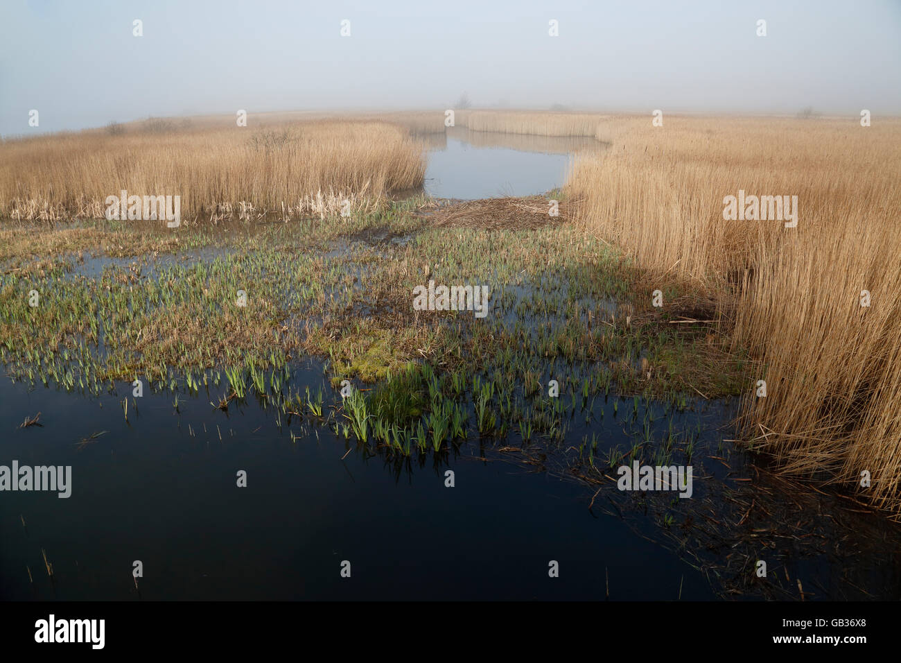 Minsmere suffolk dawn hi-res stock photography and images - Alamy