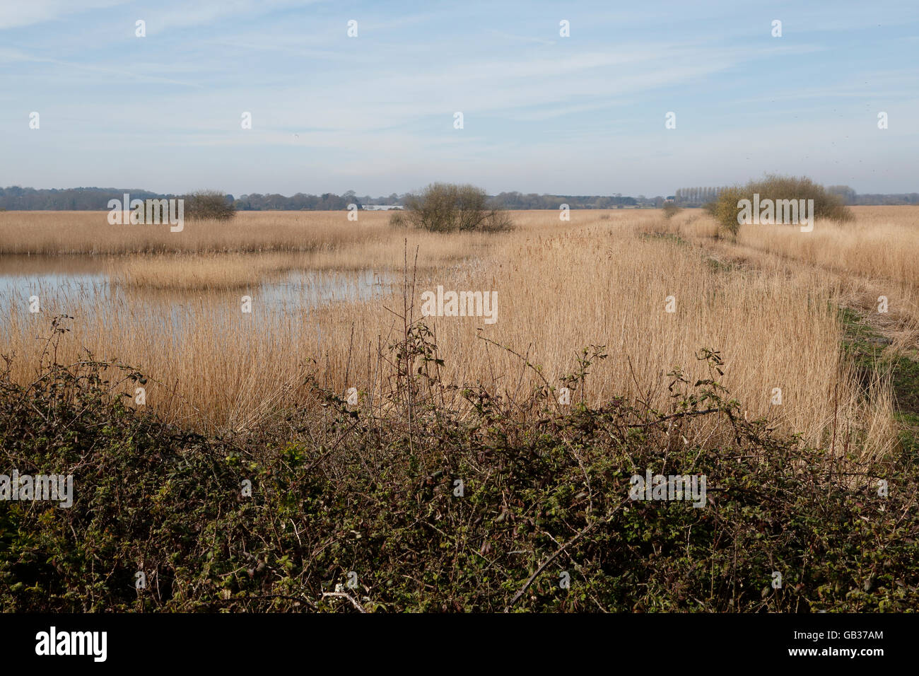 View of Minsmere RSPB reserve, Suffolk, England, United Kingdom Stock ...
