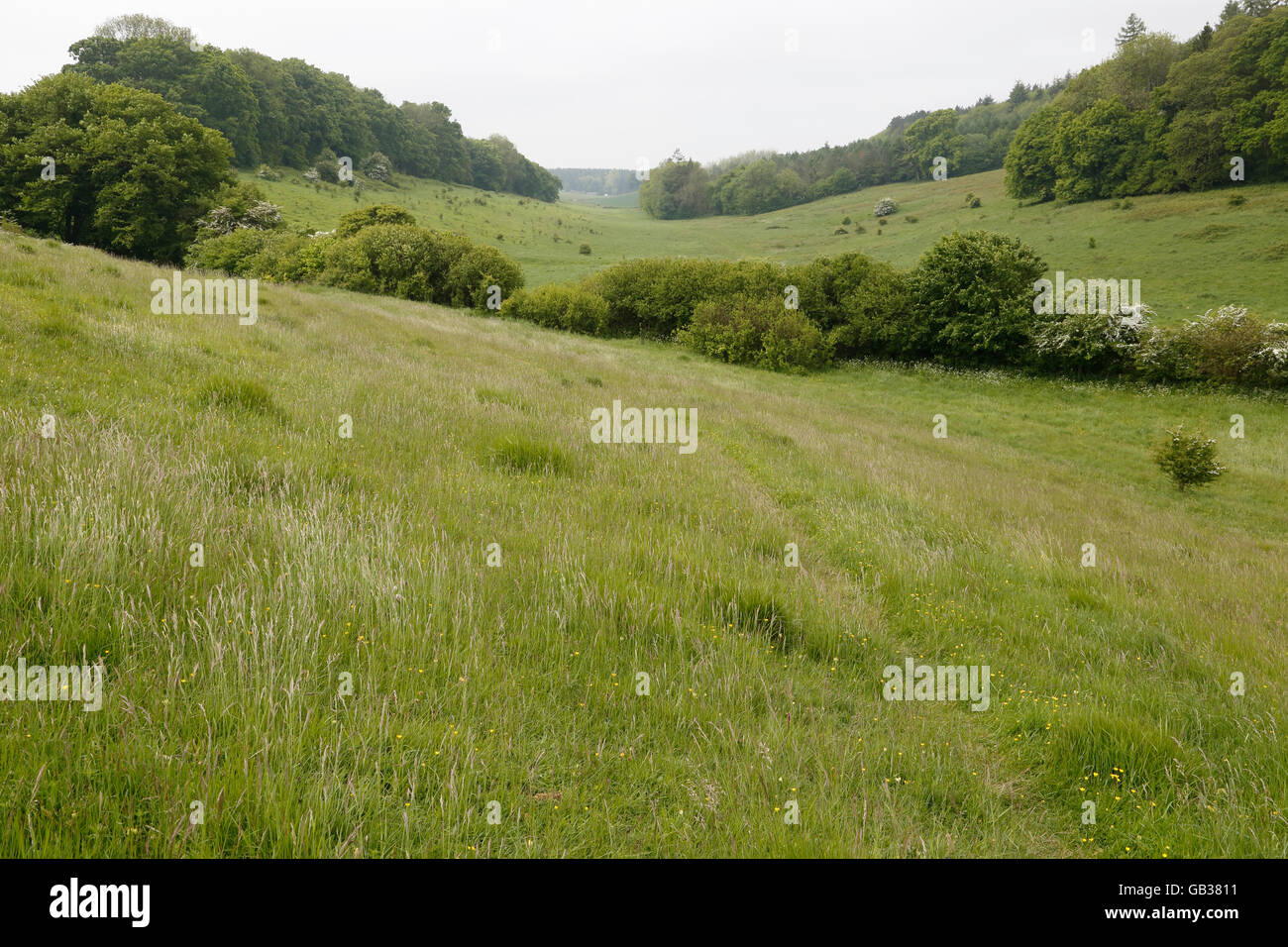 View of Parkgate Down, nature reserve, Kent, England, United Kingdom ...