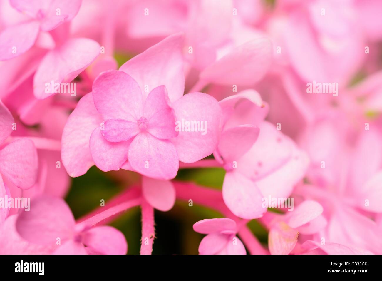 closeup and detail pink flowers with soft light Stock Photo - Alamy