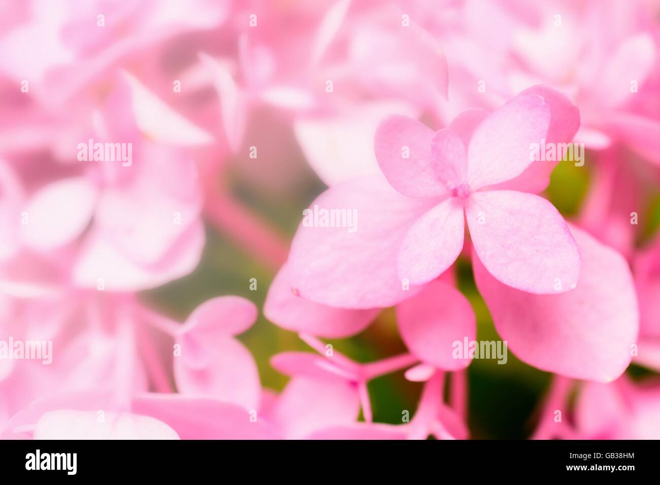 closeup and detail pink flowers with soft light Stock Photo - Alamy