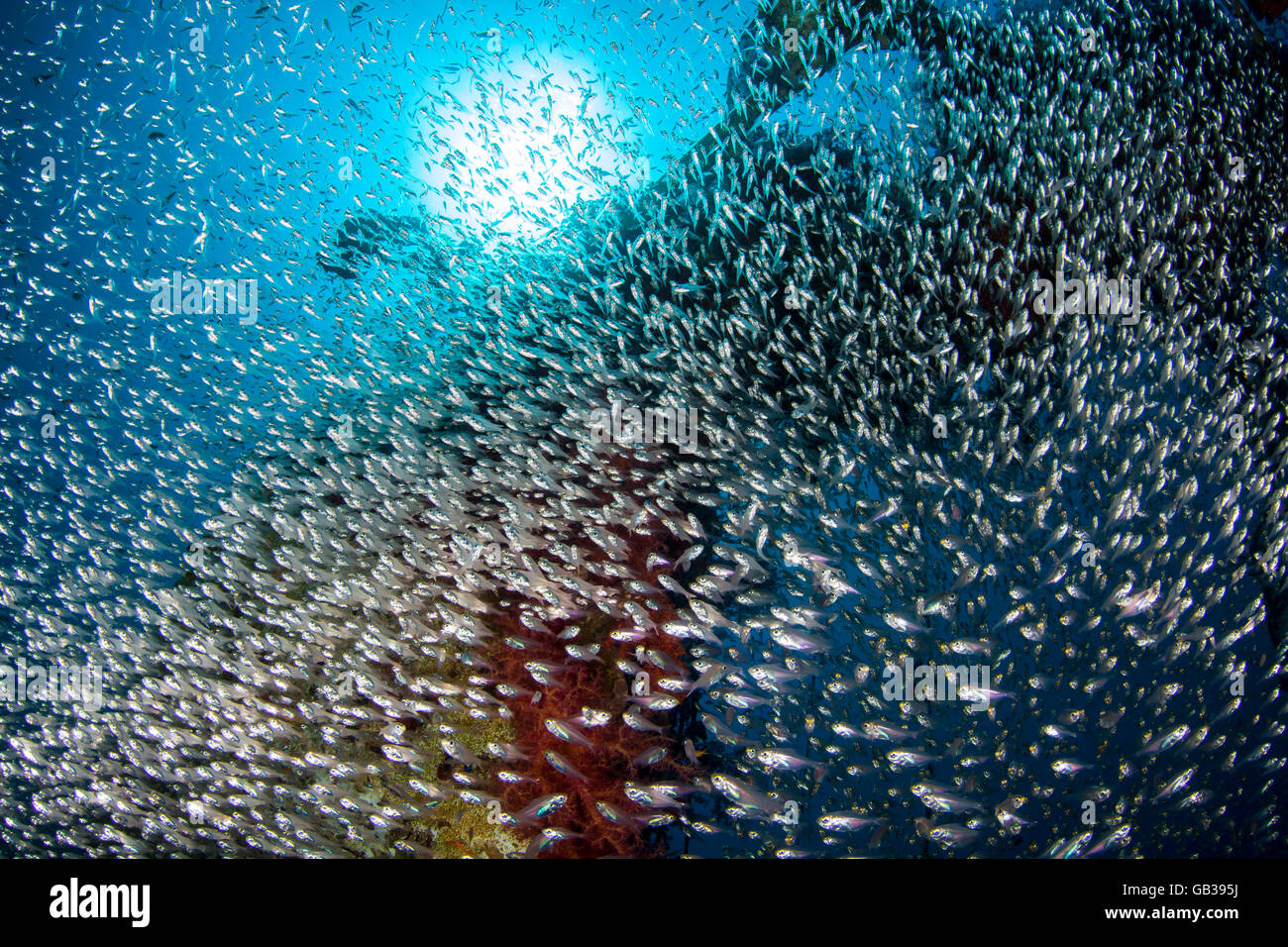School of Glassfish, Sun Ball and red soft coral on a wreck Stock Photo ...
