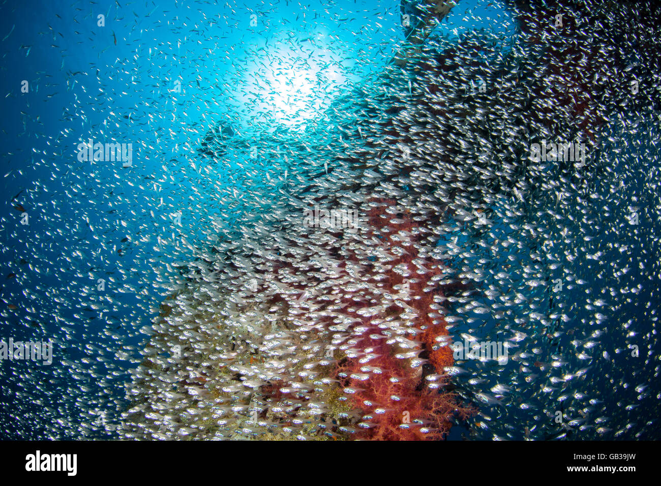 School of Glassfish, Sun Ball and red soft coral on a wreck Stock Photo ...