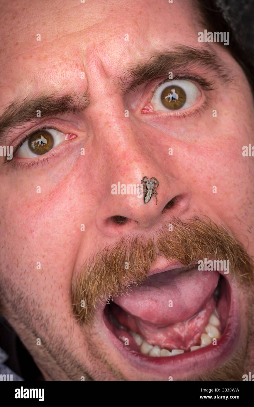 Close up scared man with spider on his nose, arachnophobia concept ...