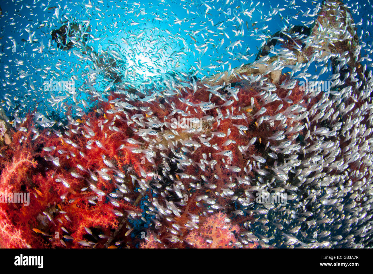 School of glassfish hi-res stock photography and images - Alamy
