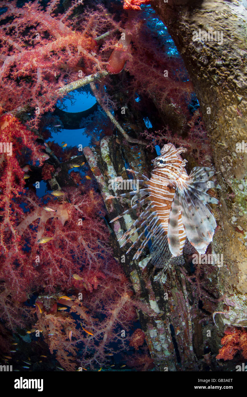 Common Lionfish and Dendronepthya. The habitat is a ship wreck Stock ...