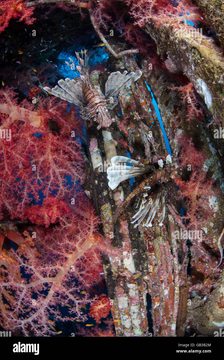 Common Lionfish and Dendronepthya. The habitat is a ship wreck Stock ...