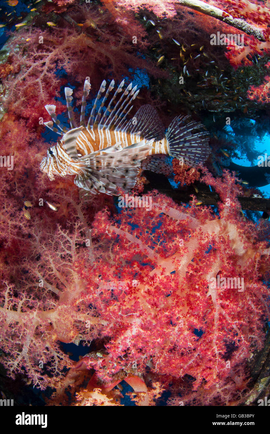 Common Lionfish and Dendronepthya. The habitat is a ship wreck Stock ...