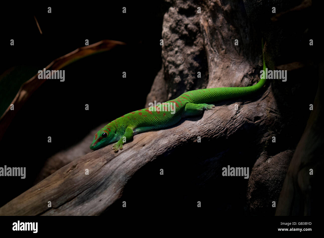 Green gecko in a zoo, behind glas Stock Photo - Alamy