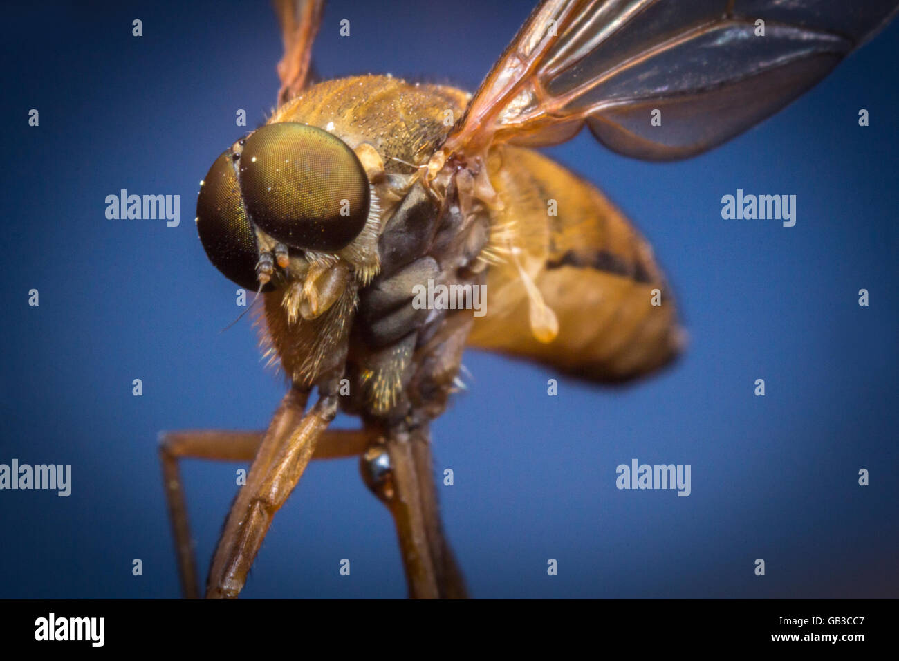 Macro close up horse fly in flight frozen action Stock Photo - Alamy