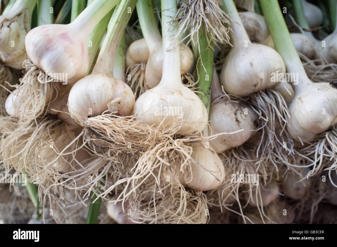 Close up garlic display with stems at farmers street market Stock Photo ...