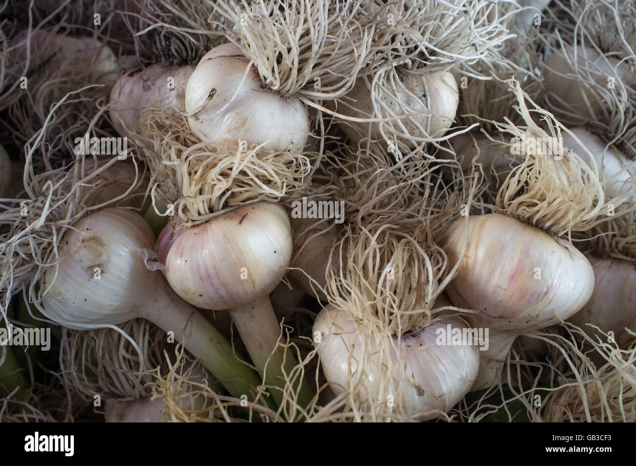 Close up garlic display with stems at farmers street market Stock Photo ...