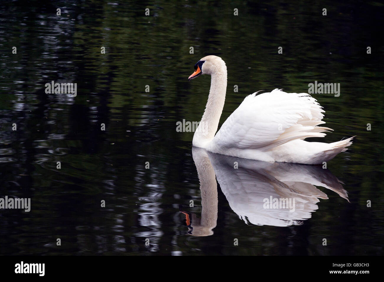 White swan with reflection in water Stock Photo - Alamy