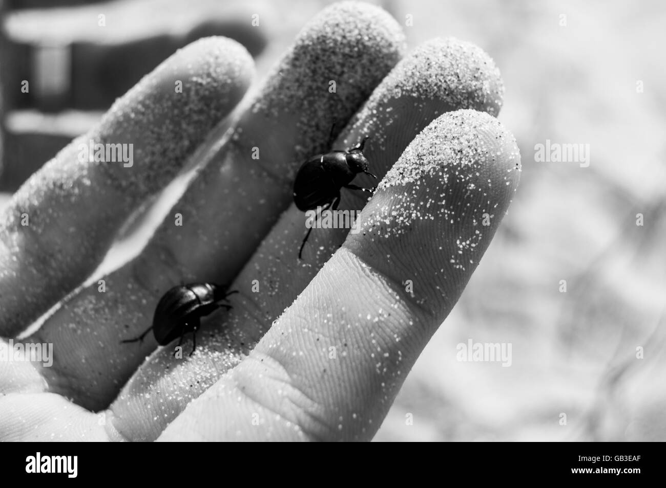 hands holding little beetles Stock Photo - Alamy