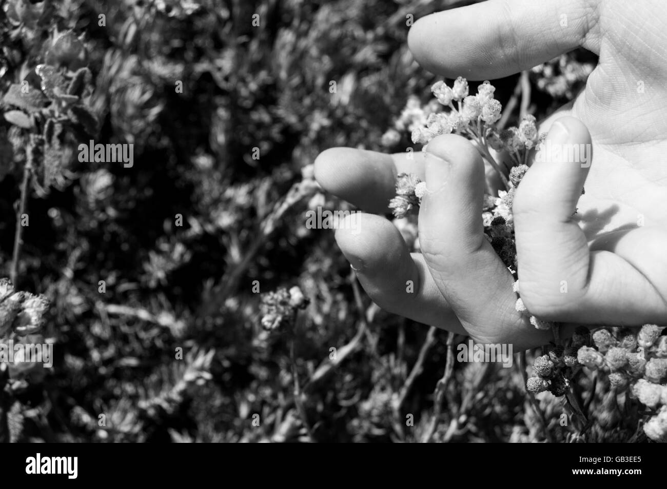 hand, touch, nature Stock Photo - Alamy