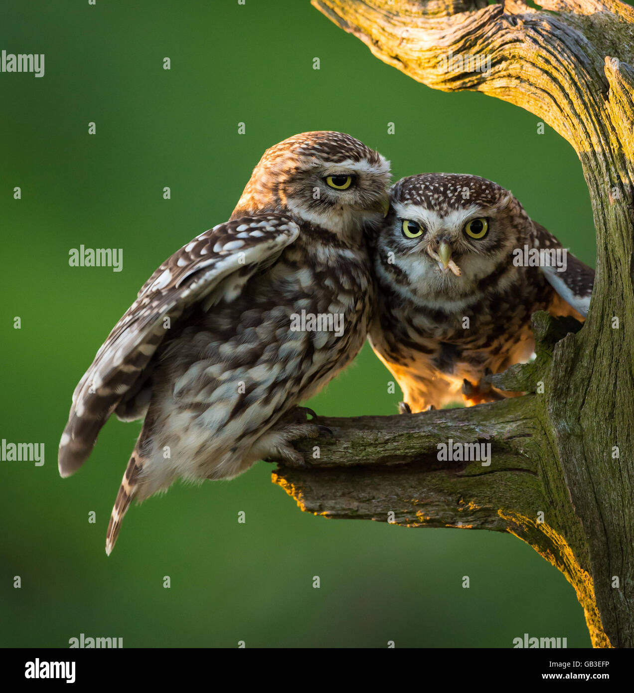 Little owls hi-res stock photography and images - Alamy