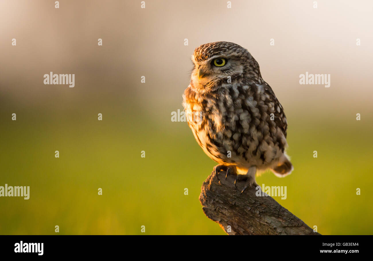 Owl at sunset hi-res stock photography and images - Alamy