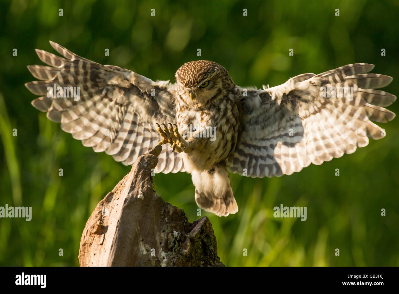 Little Owl landing Stock Photo - Alamy