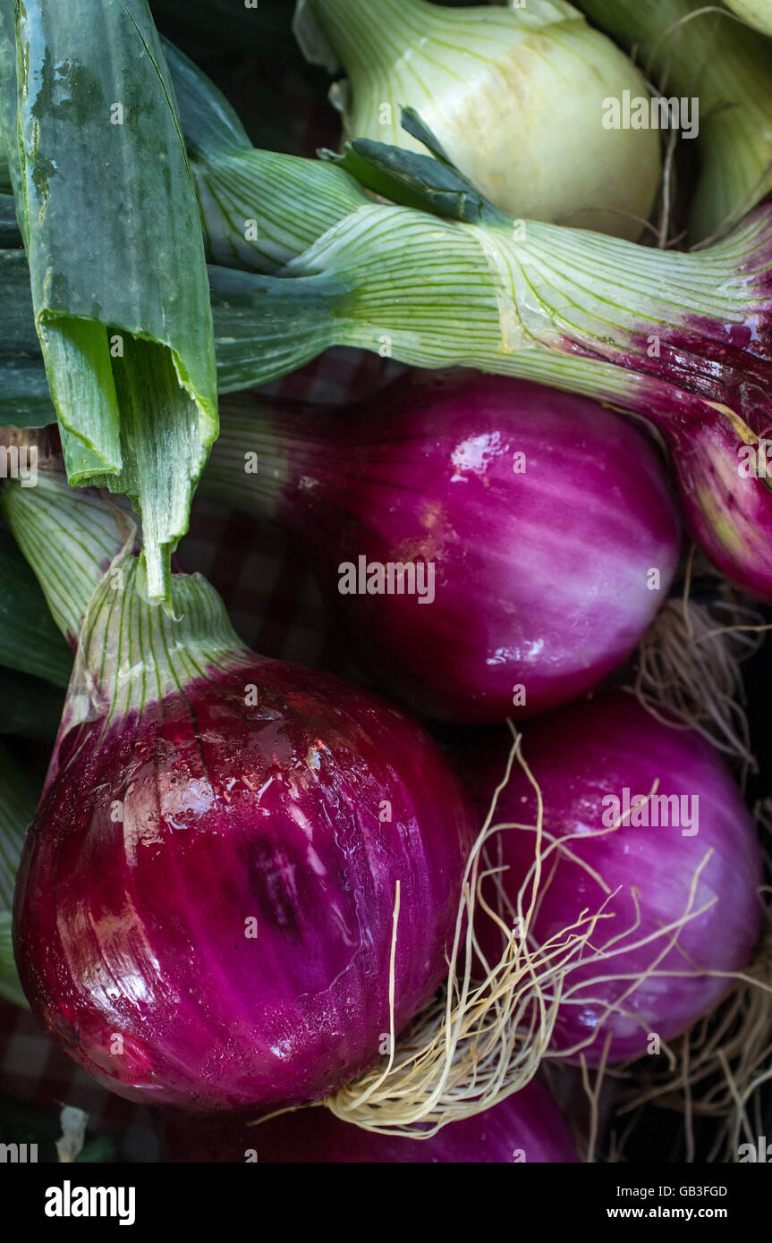 Organic red onions on display at local farmers market Stock Photo - Alamy