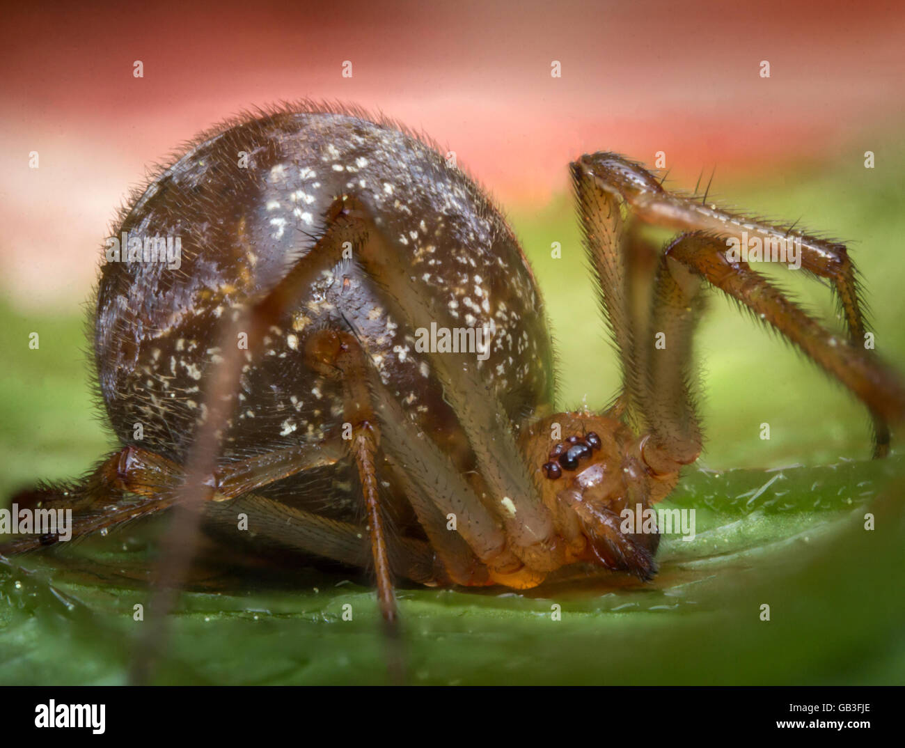 Close up macro common house spider with large abdomen Stock Photo - Alamy