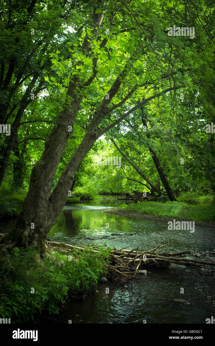 Magical summer swamp deep in the forest with leaning oak trees creating ...